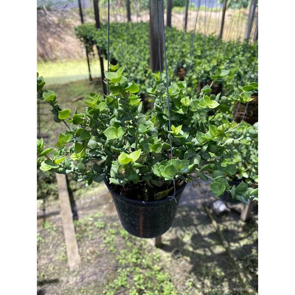 2022 def heart, Dave heart, trillion heart, 4-inch pot with large ...