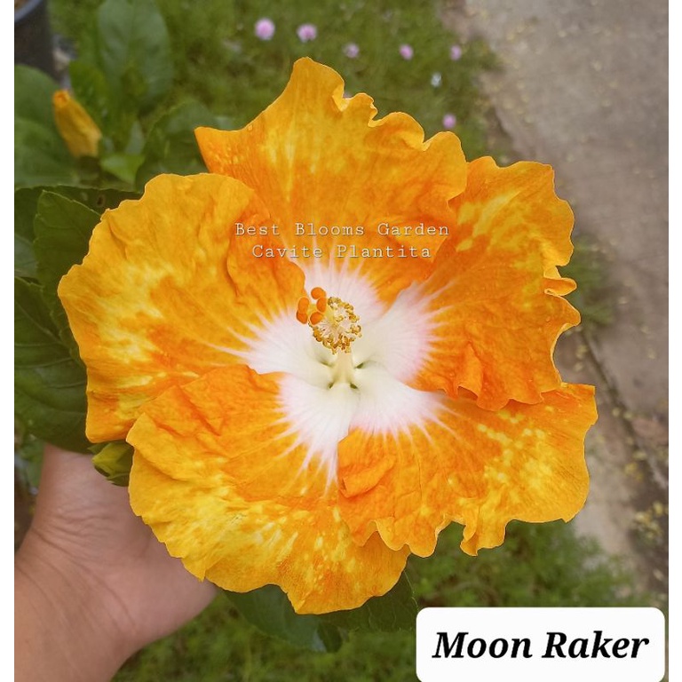 Gumamela / Hibiscus Well Rooted Shipped With Soil | Shopee Philippines