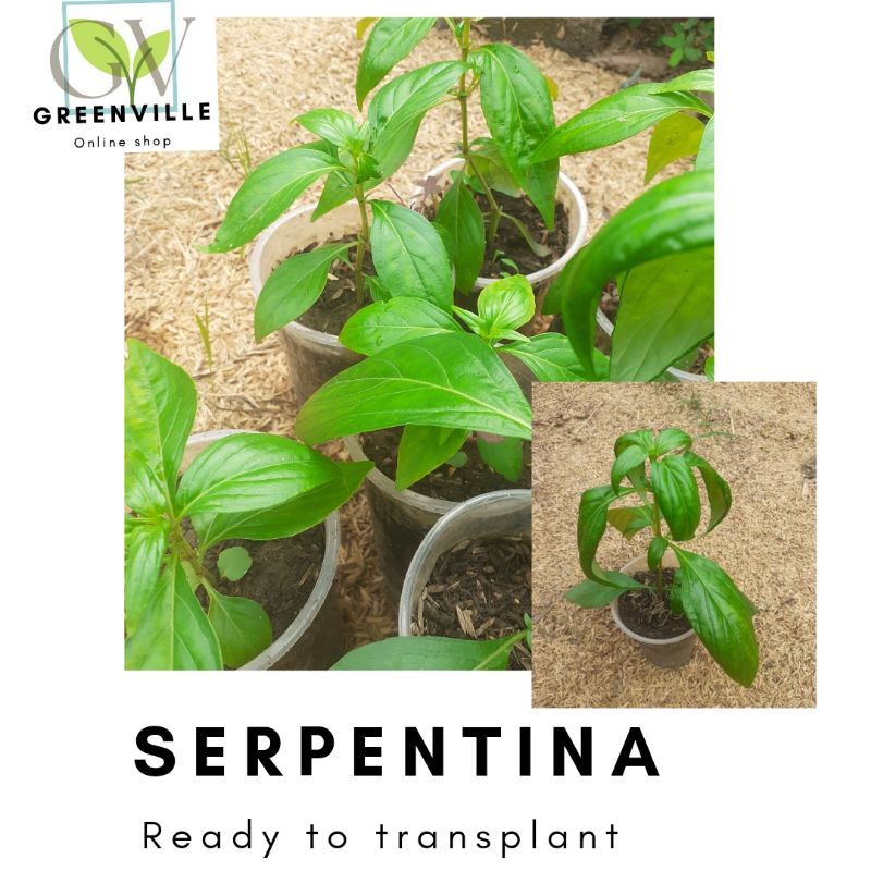 SERPENTINA live Plant Rooted at Ready to Transplant buhay na 100% ...