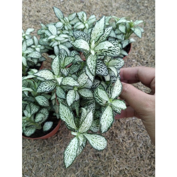 WHITE FITTONIA (MULTIPLE STEMS & ESTABLISHED) | Shopee Philippines