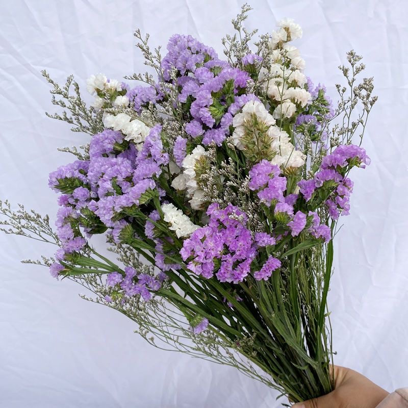 Dried Imported Statice flower boudle | Shopee Philippines