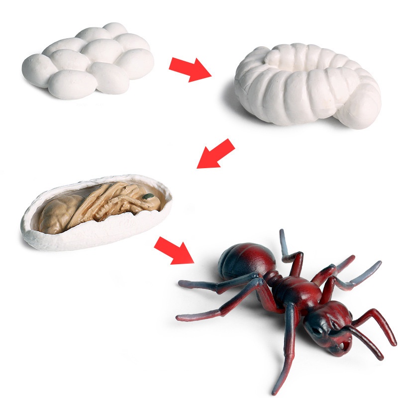 insect red ant growth cycle set model kids cognitive toys simulation ...