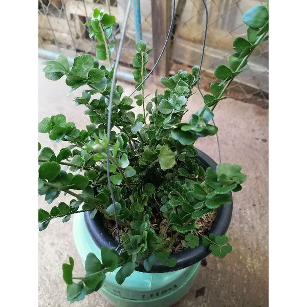 Butterfly fern (rare) | Shopee Philippines