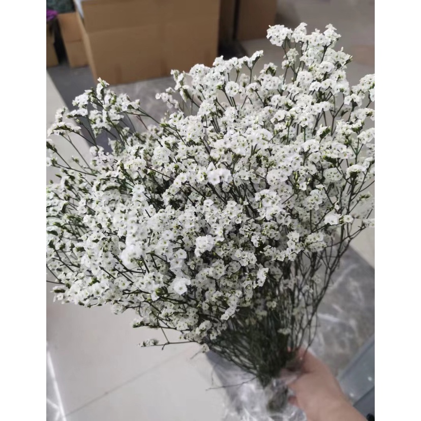 Caspia Misty White Dried flower per Bundle | Shopee Philippines