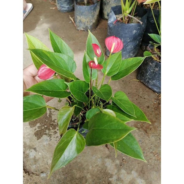 (Dora anturium plant) | Shopee Philippines