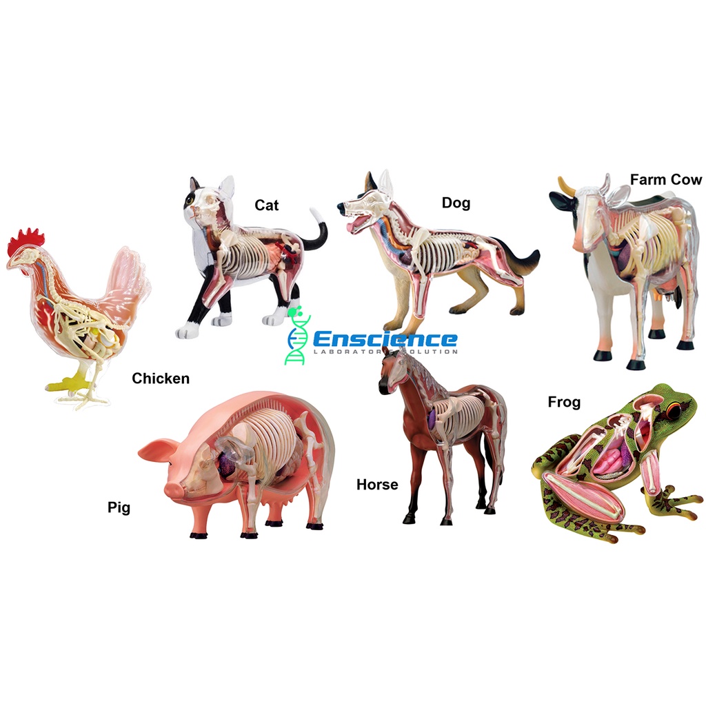 4D MASTER Farm Animal Anatomy Model for SPM, Veterinary Science, Animal ...
