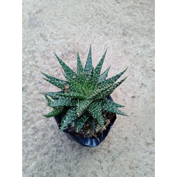 Aloe Descoingsii (commonly known as aloe Pepe) | Shopee Philippines