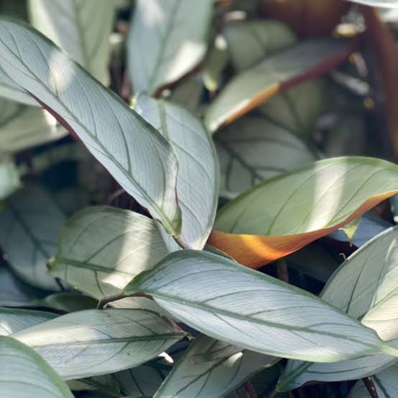 Ctenanthe setosa Grey Star Prayer, Prayer stuff | Shopee Philippines