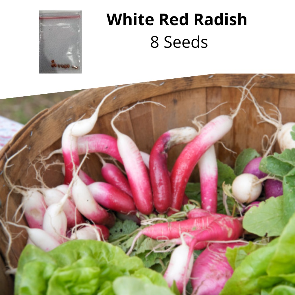 White Red Radish Seeds | Shopee Philippines