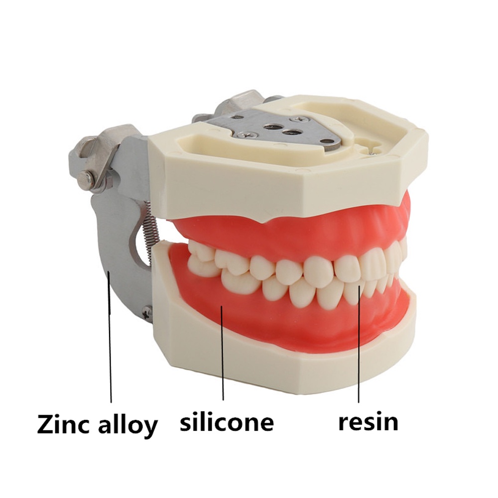 Removable Dental Model Teeth Model Gum Teeth Teaching Model Standard ...