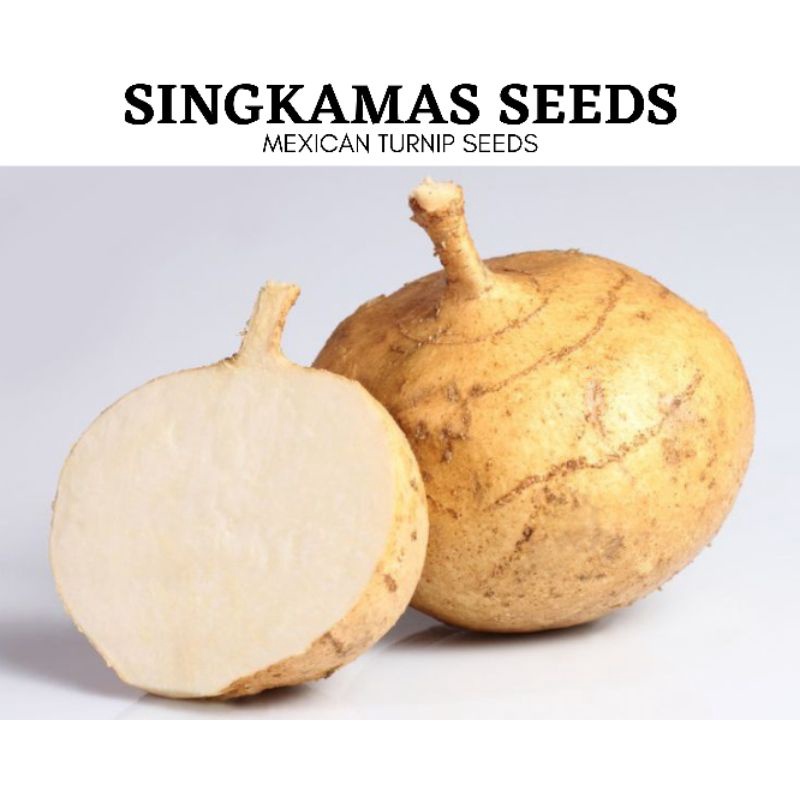 Singkamas seeds / Mexican turnip ( 5 seeds ) - 1pack | Shopee Philippines