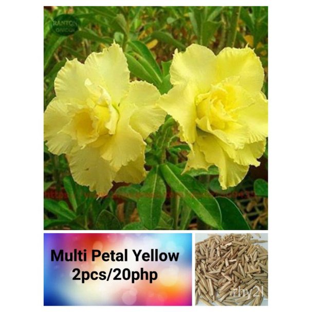 Adenium Obesum "MultiPetals Yellow" Seeds (2pcs)seeds 3NDS | Shopee ...