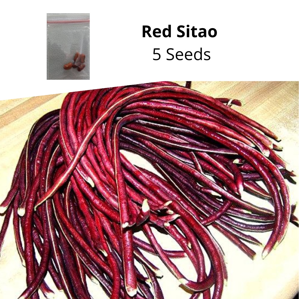 Red Sitao 5 Seeds per pack | Shopee Philippines