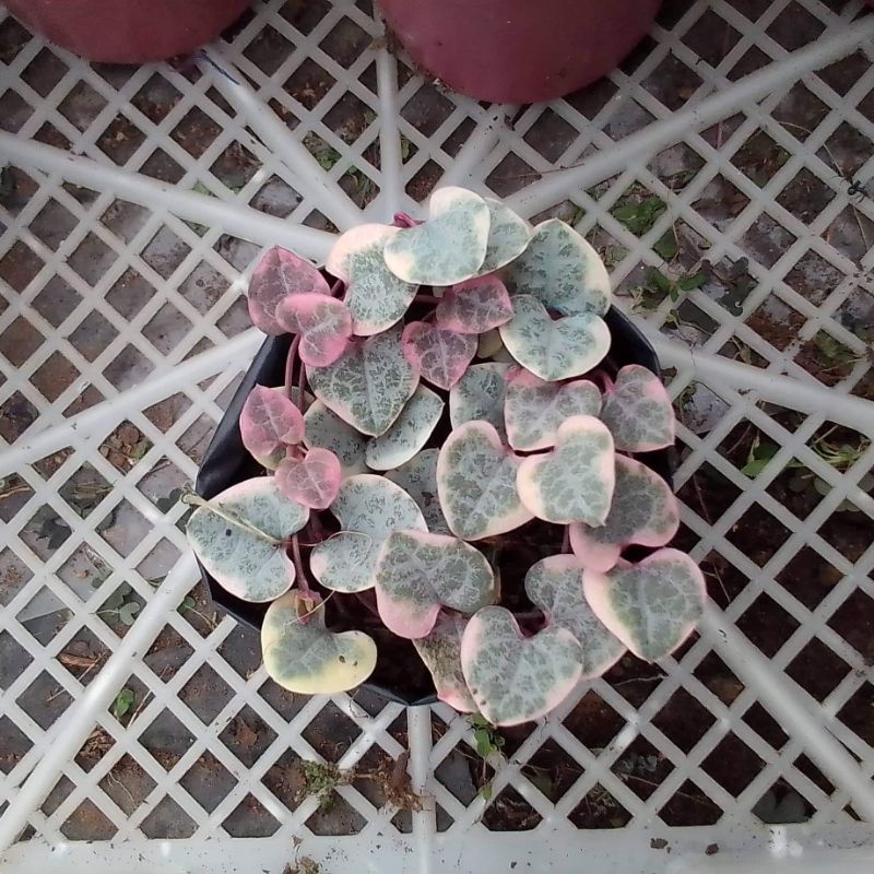 variegated string of heart | Shopee Philippines