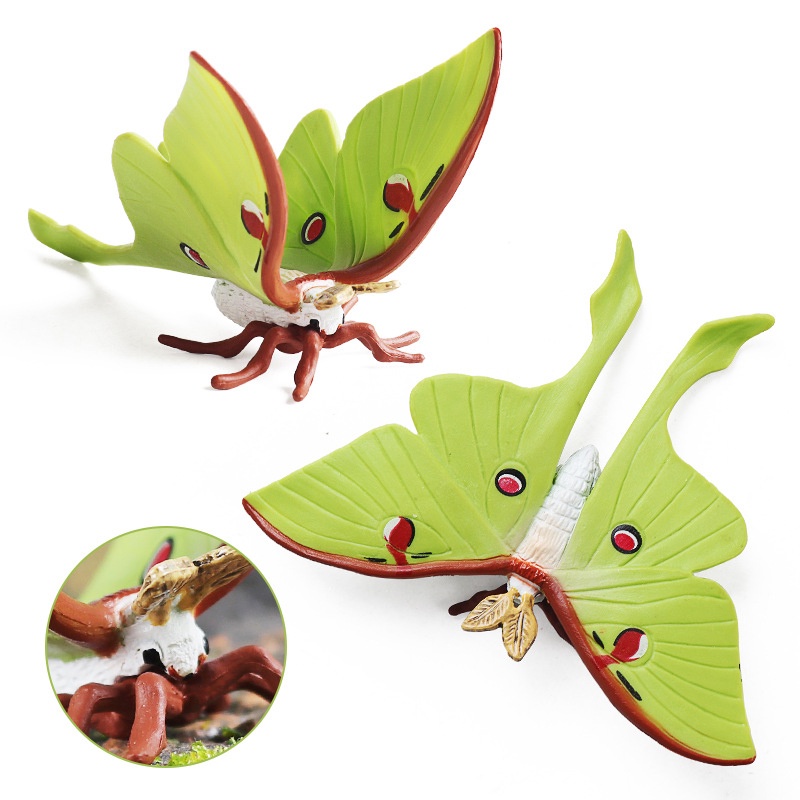 Simulated insect animal growth cycle model Lunar god moth Green tail ...