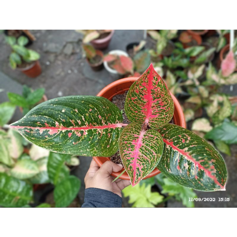 Aglaonema Widuri rare plants | Shopee Philippines