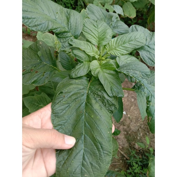 Giant kulitis/ hybrid kulitis seeds (100 seeds/pack) | Shopee Philippines