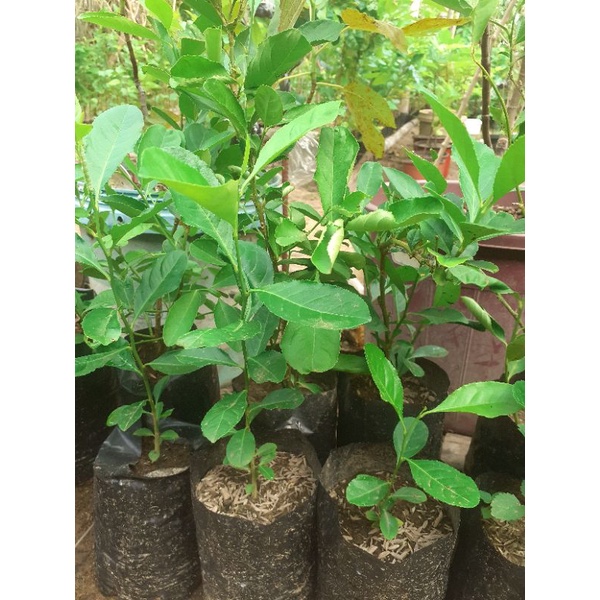 Lemon Rooted Buhay na Live Plant American lemon variety | Shopee ...