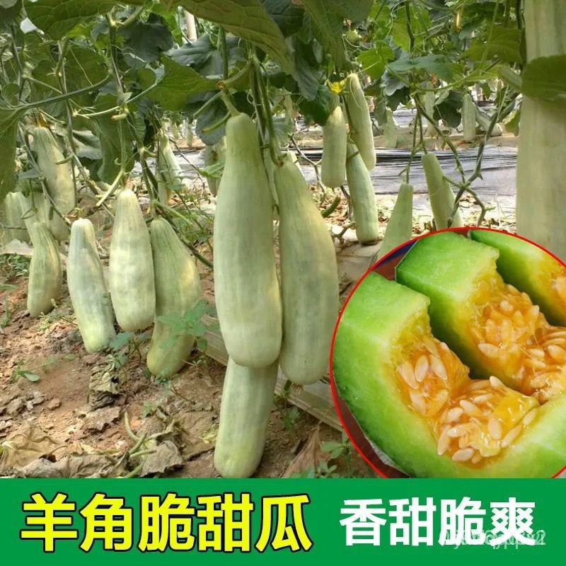 spot seeds【High Quality Original】Melon Seeds Horn Honey Japanese Sweet ...