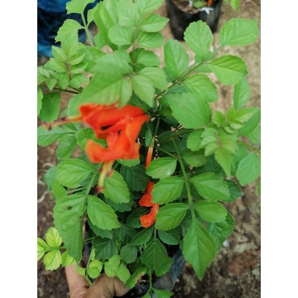 Live Real seed ling bag Indoor and Outdoor Love and Devotion | Shopee ...