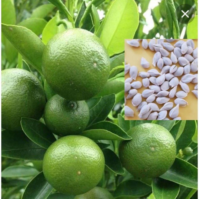 Tall Calamansi seeds (50 seeds) | Shopee Philippines