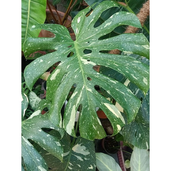 premium monstera thaicons big size | Shopee Philippines