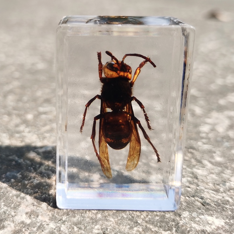 Real insect specimen resin animal specimen spider various crab scorpion ...