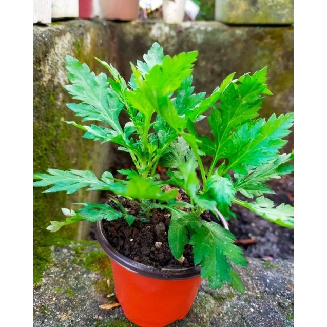 DAMONG MARIA PLANTS & FRESH LEAVES (50 GRAMS) | Shopee Philippines