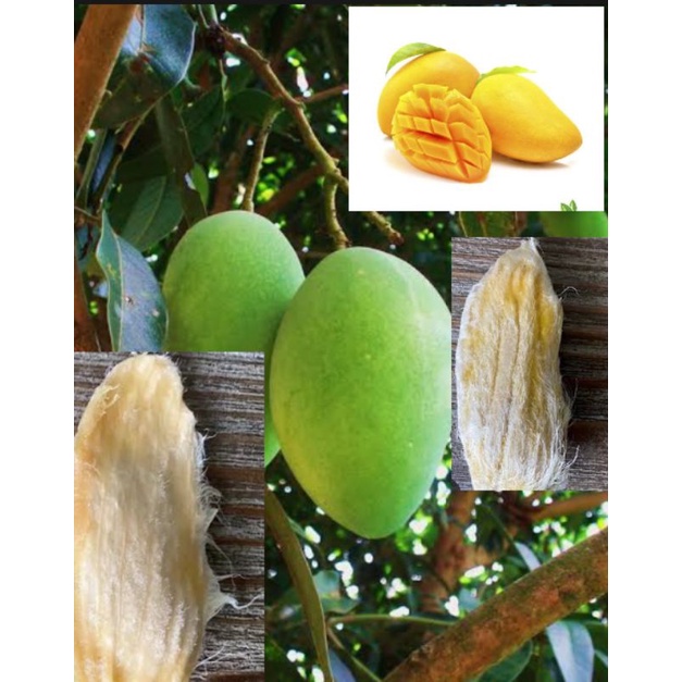 Mango seeds/Mangga seeds(5 seeds) | Shopee Philippines