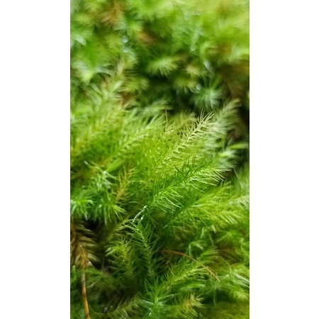 LIVE AND FRESH PYRRHOBRYUM | Shopee Philippines
