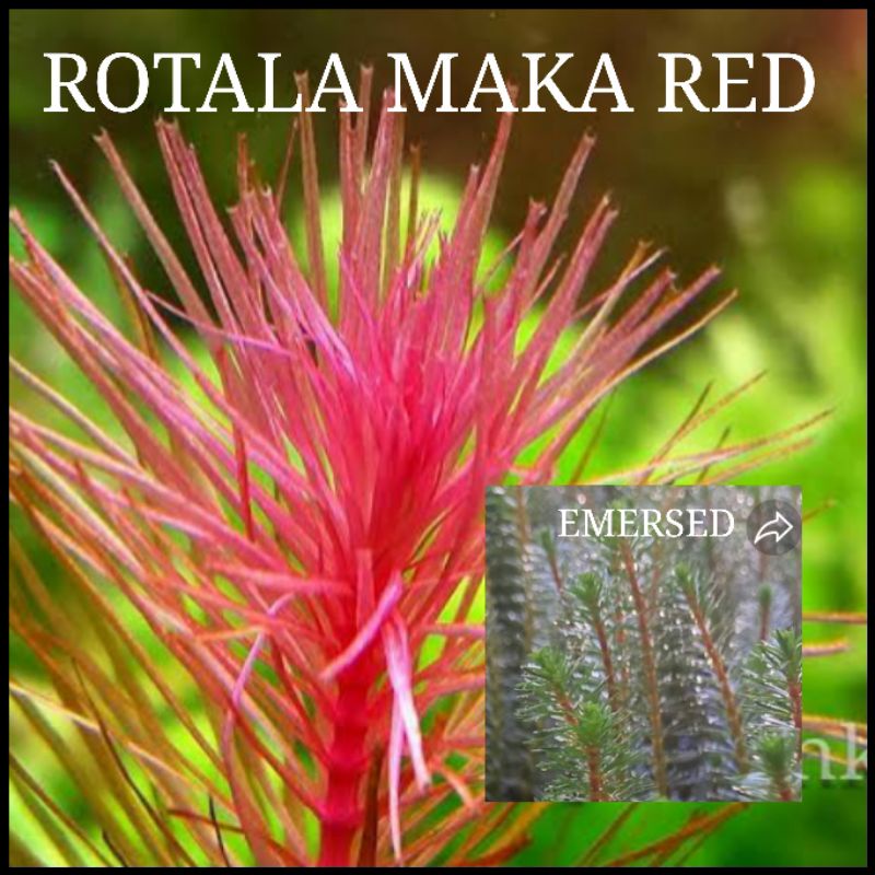 ROTALA GROUP 1: NANJENSHAN,RED CROSS, GREEN, HRA,VIETNAM, MAKA RED ...