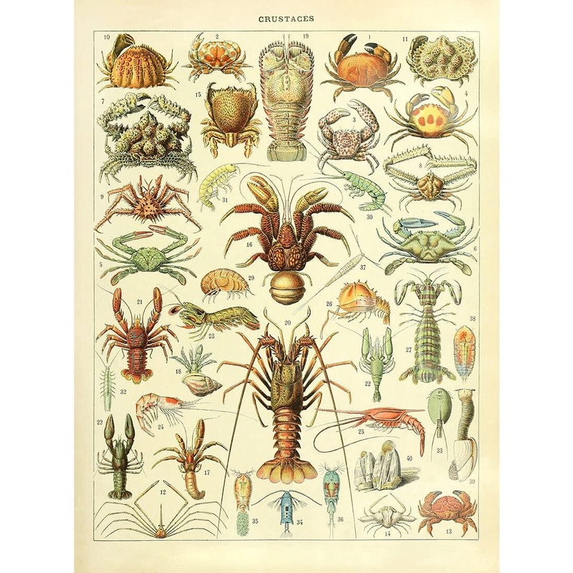 Art Vintage Poster Print Crustacea Crustaceans Lobster Crab Shrimp ...