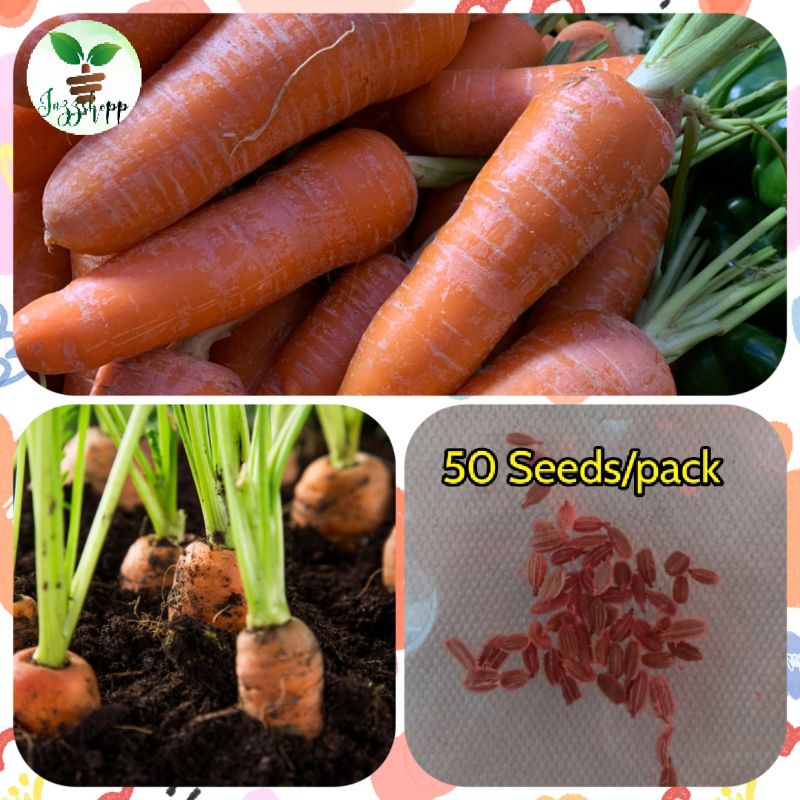Carrot Seeds Kuruda Seeds for Planting(50 Seeds) | Shopee Philippines