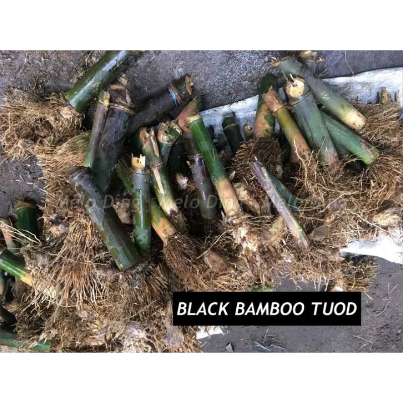 20PCS POLE BAMBOO STUMP /BLACK BAMBOO Tuod / GOLDEN BAMBOO STUMP ...