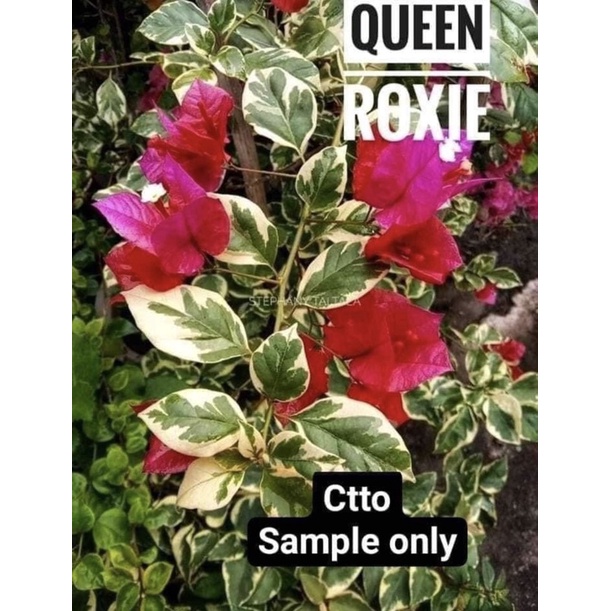 BOUGAINVILLAE ROOTED TOP RARE QUEEN ROXIE(orange red flowers with ...