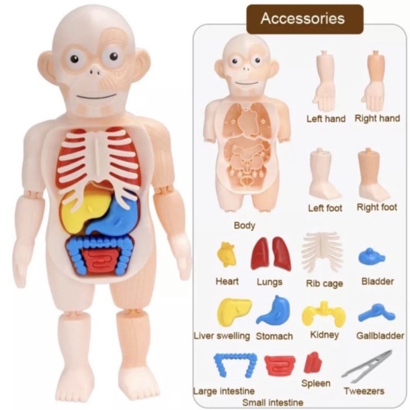 Montessori Miniature Educational Toys DIY Human Body Model Anatomicy ...