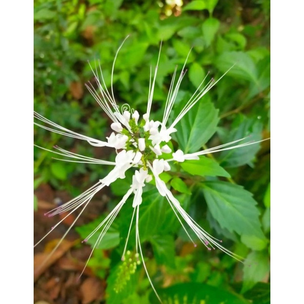 BALBAS PUSA/TAHEEBO LEAVES (UPROOTED) | Shopee Philippines