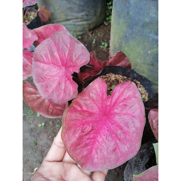 Khingpaul12 seeds repack Real Live Indoor and Outdoor Red Emperor for ...