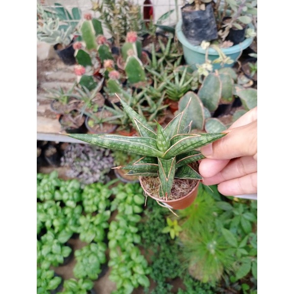 Sanseveria Mutomo x Boncel (mutomo Kenya) | Shopee Philippines