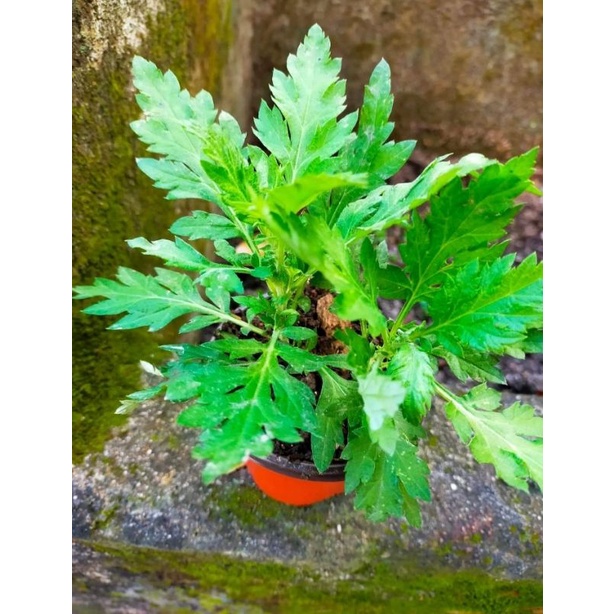 DAMONG MARIA PLANTS & FRESH LEAVES (50 GRAMS) | Shopee Philippines