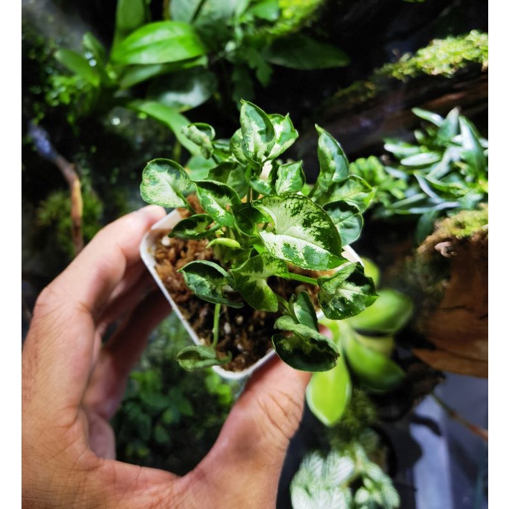 Syngonium Mini Terrarium / Paludarium / Vivarium | Shopee Philippines