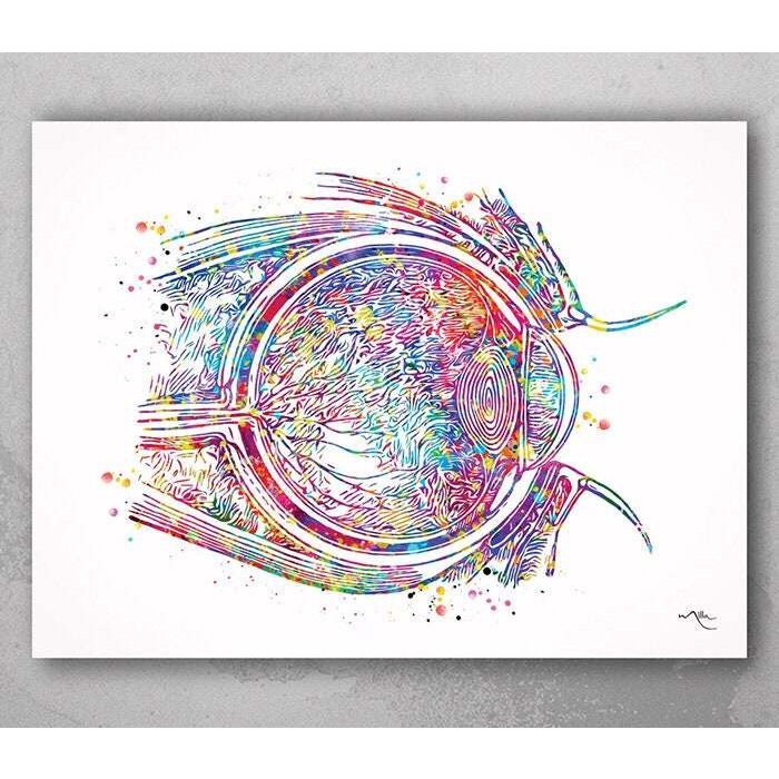 Eye Cross Section Watercolor Print Eye Anatomy Optometrist Optician ...
