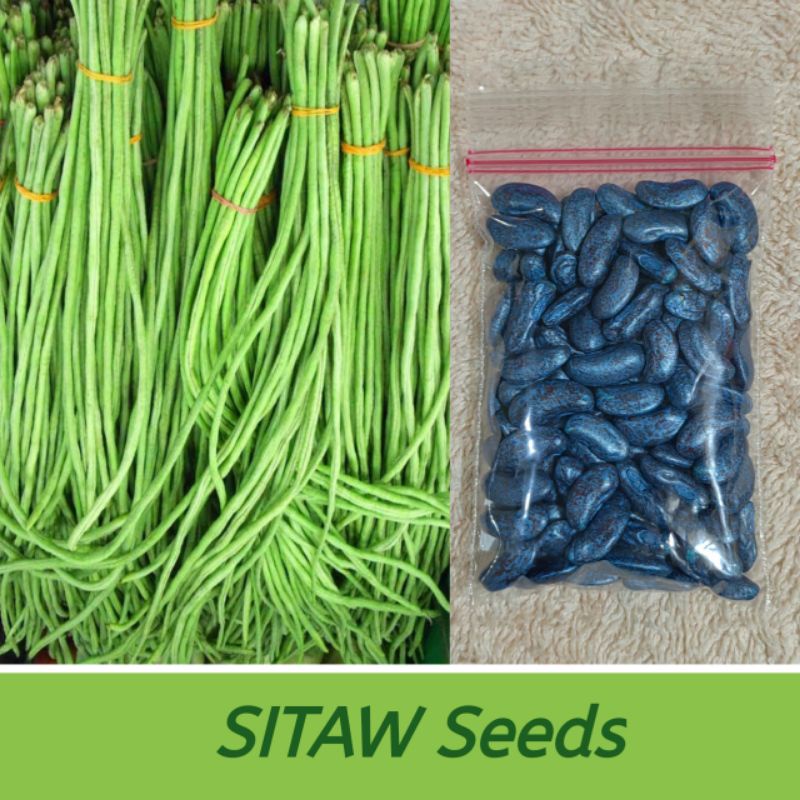 SITAW SEEDS - GALANTE Variety - High Quality Vegetable Seeds | Shopee ...