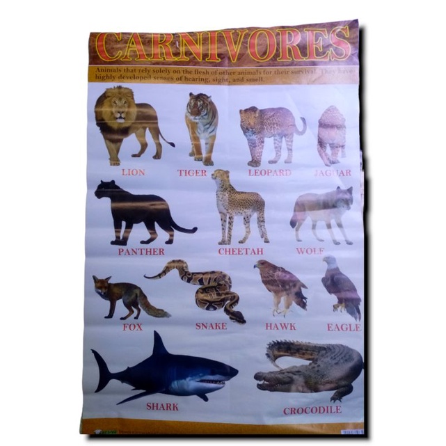 PAPER CHART GROUP OF ANIMALS OMNIVORES, CARNIVORES, HERBIVORES ...
