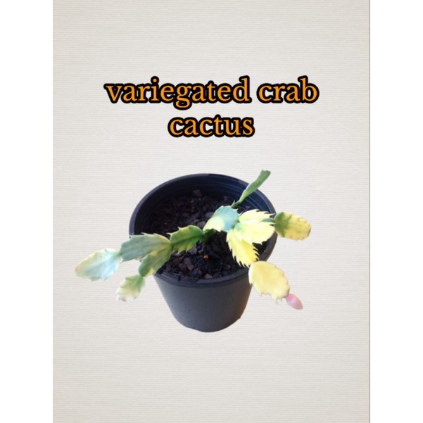 Var. Schlumbergera (crab cactus variegated) | Shopee Philippines