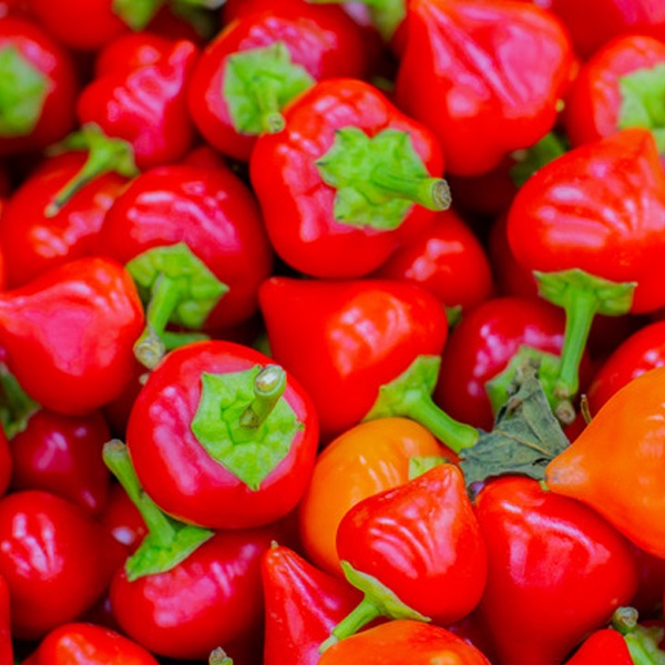 Pimiento Pepper Seeds - Pimiento Seeds - Pimento Seeds - Sweet Pepper ...