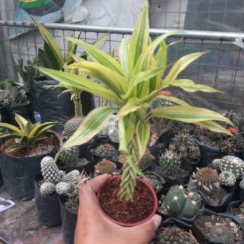 yellow lucky bamboo plant | Shopee Philippines