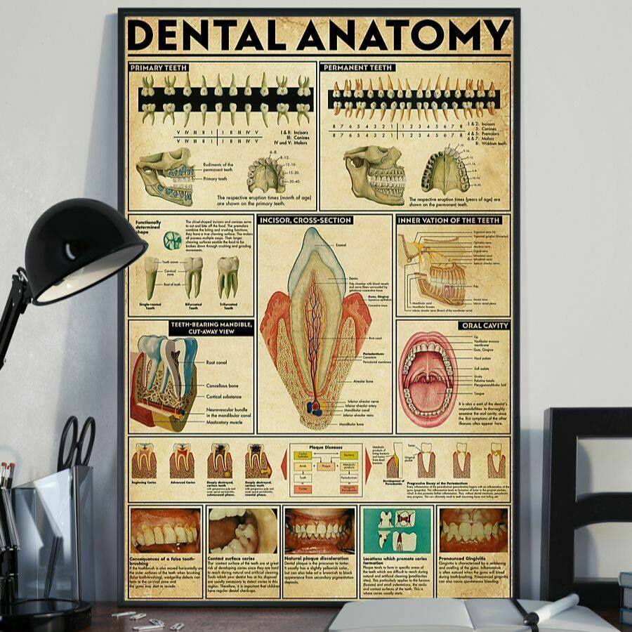 Tooth Dentist Dental Anatomy Vertical Clinic Teeth Mural Wall Art ...
