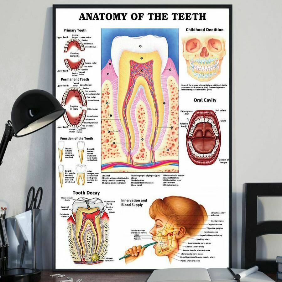 Dental Clinic Dentist Anatomy of the Teeth Mural Wall Art Pictures ...