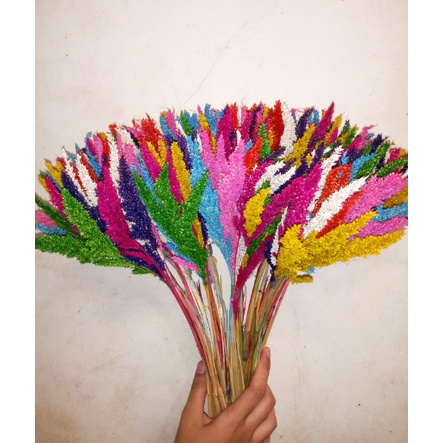 Trigo grass per bundle (₱40 per bundle) | Shopee Philippines